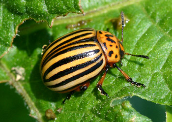 叶甲总科 Chrysomeloidea 蓝色动物学（中国动物学科普）